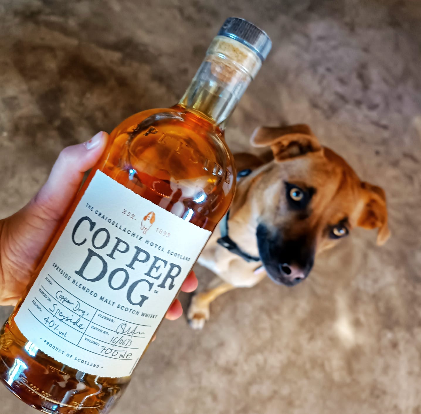 Copper Dog Scotch Review – The Whiskey Reviewer